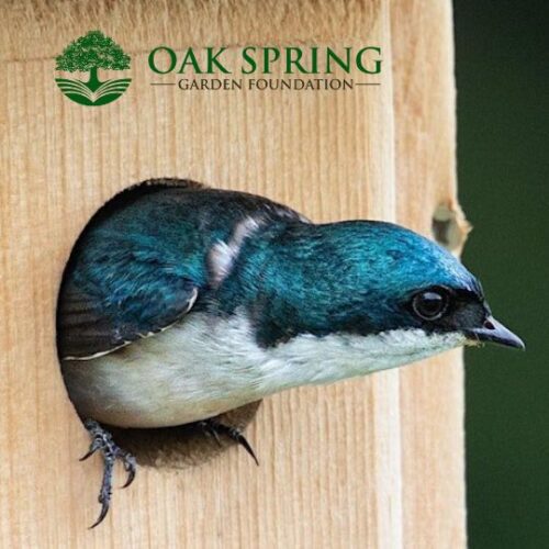 Bird Box Building Class - Visit Middleburg Virginia