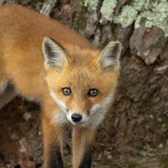 Biodiversity Walk - Visit Middleburg Virginia