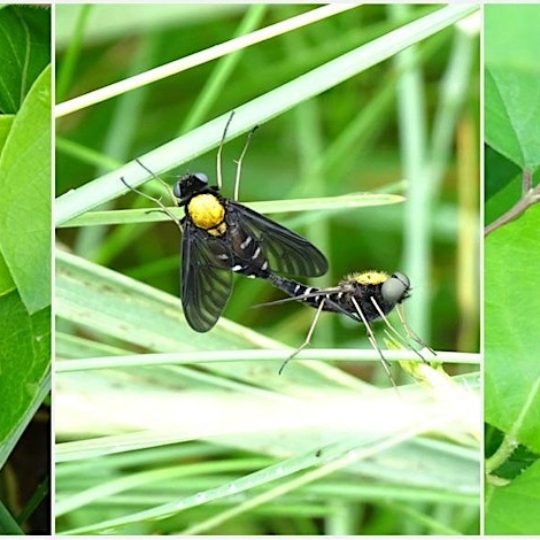 Bugs Life: A Closeup Look at the World of Insects - Visit Middleburg ...