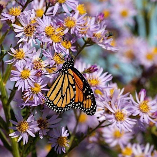Monarch Tagging and Pollinator Walk - Visit Middleburg Virginia