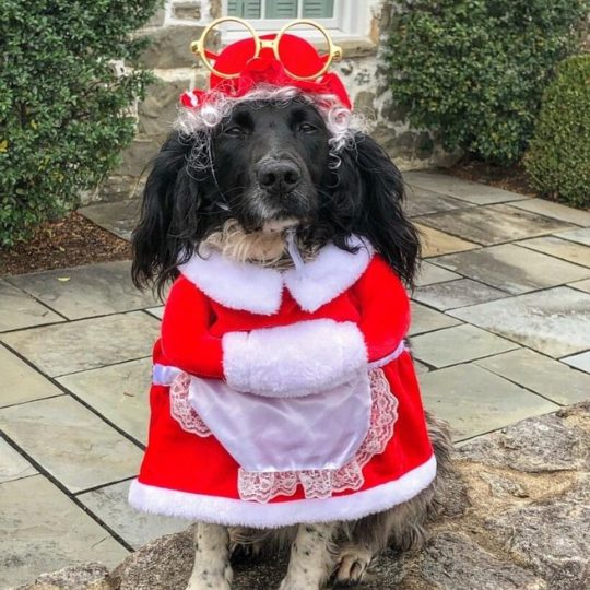 Dickens of a Dog Parade - Visit Middleburg Virginia