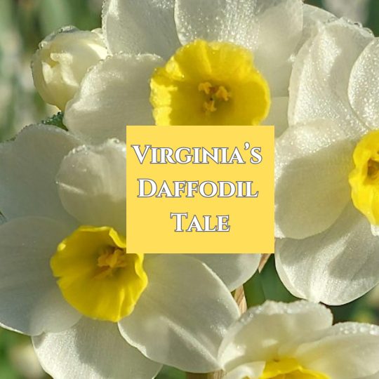 Virginia's Daffodil Tale - Visit Middleburg Virginia