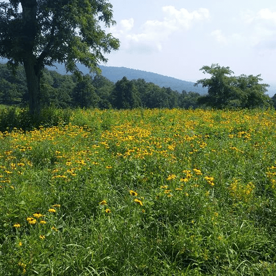 Migratory Birds & Spring Wildflowers - Visit Middleburg Virginia